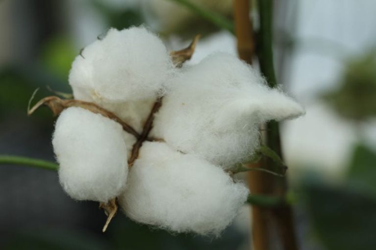 Planta de algodón, usos y propiedades | Curiosidades | Mujer con salud