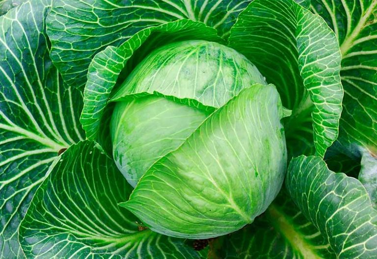 Las ventajas nutricionales de la col verde | Alimentación | Mujer con salud