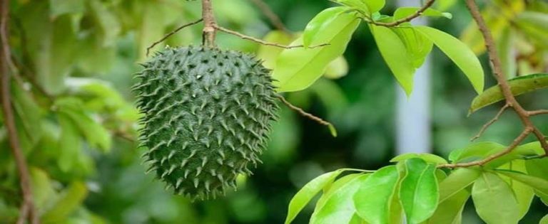 Beneficios de tomar guanábana, fruta tropical deliciosa | Mujer con salud