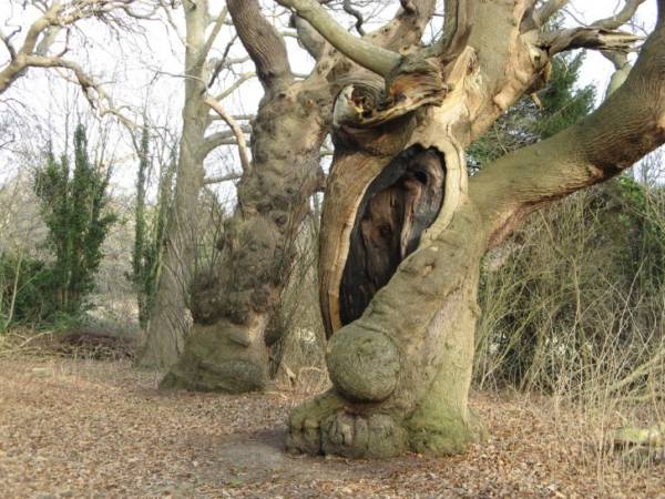 Dendrofobia: Fobia a los árboles | Salud | Fobias | Mujer con salud